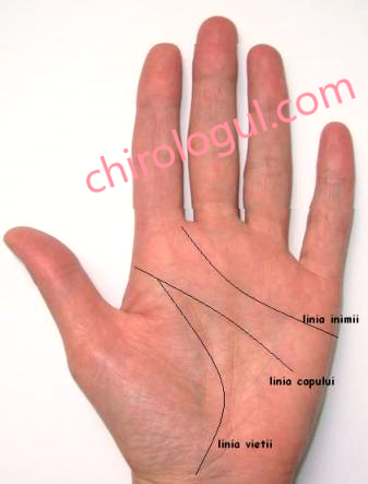 Liniile majore (principale) ale palmei | chirologul